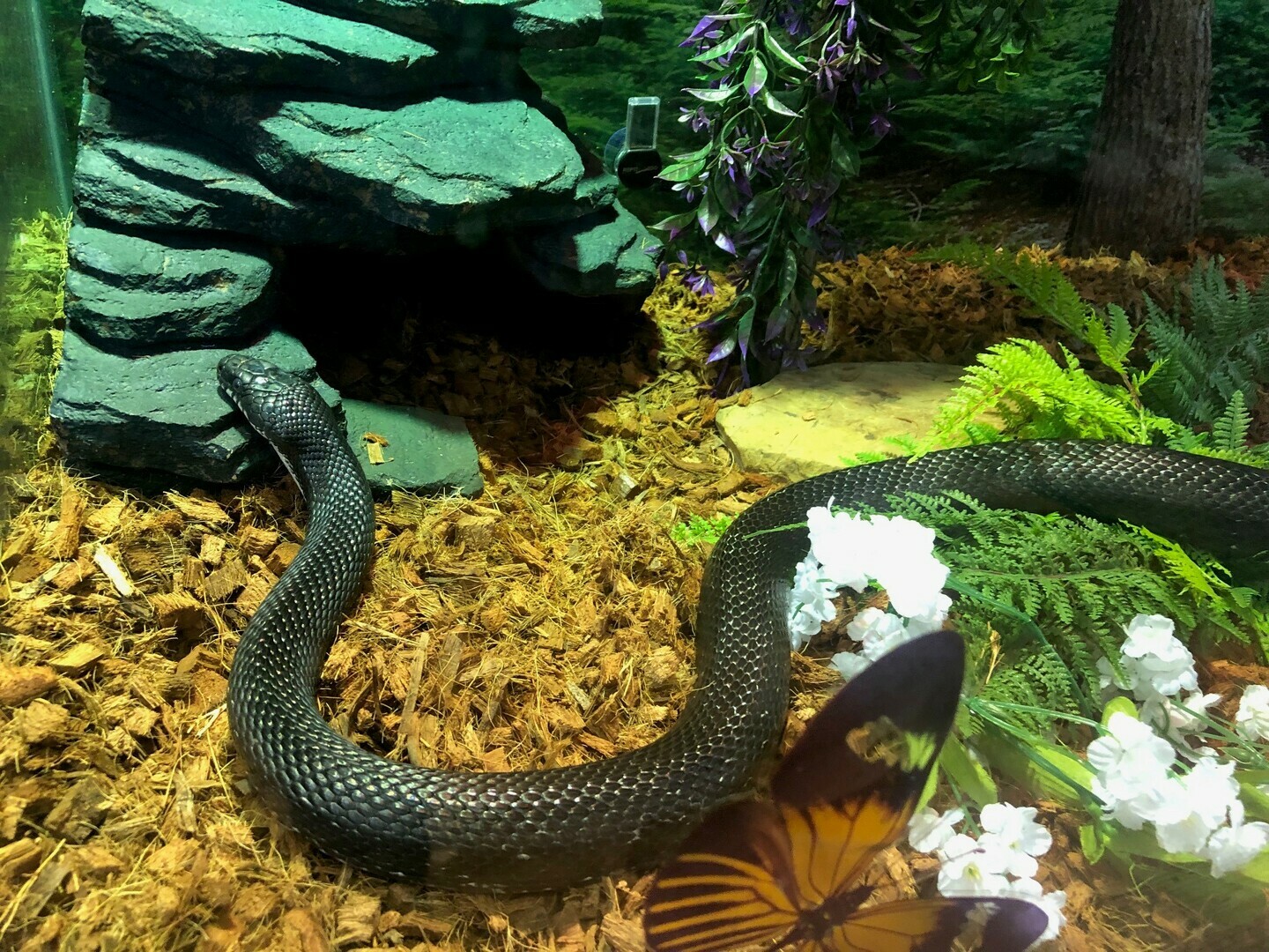 Animal Ambassador Meet n' Greet | McDowell Nature Center ...