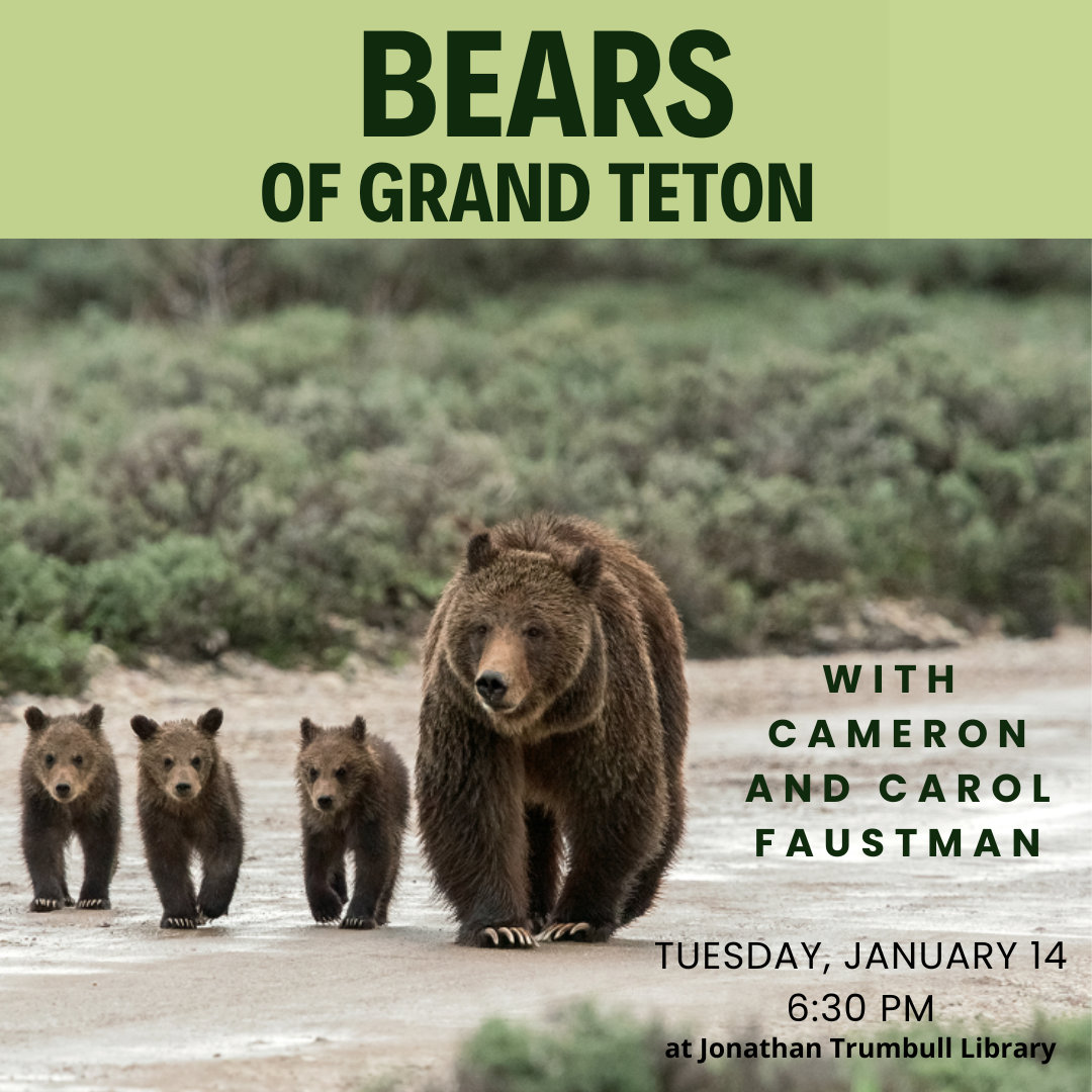 The Bears of Grand Teton National Park | Jonathan Trumbull Public ...