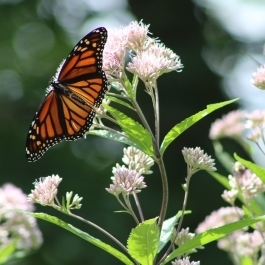 National Learn about Butterflies Day | Minnesota Landscape Arboretum ...