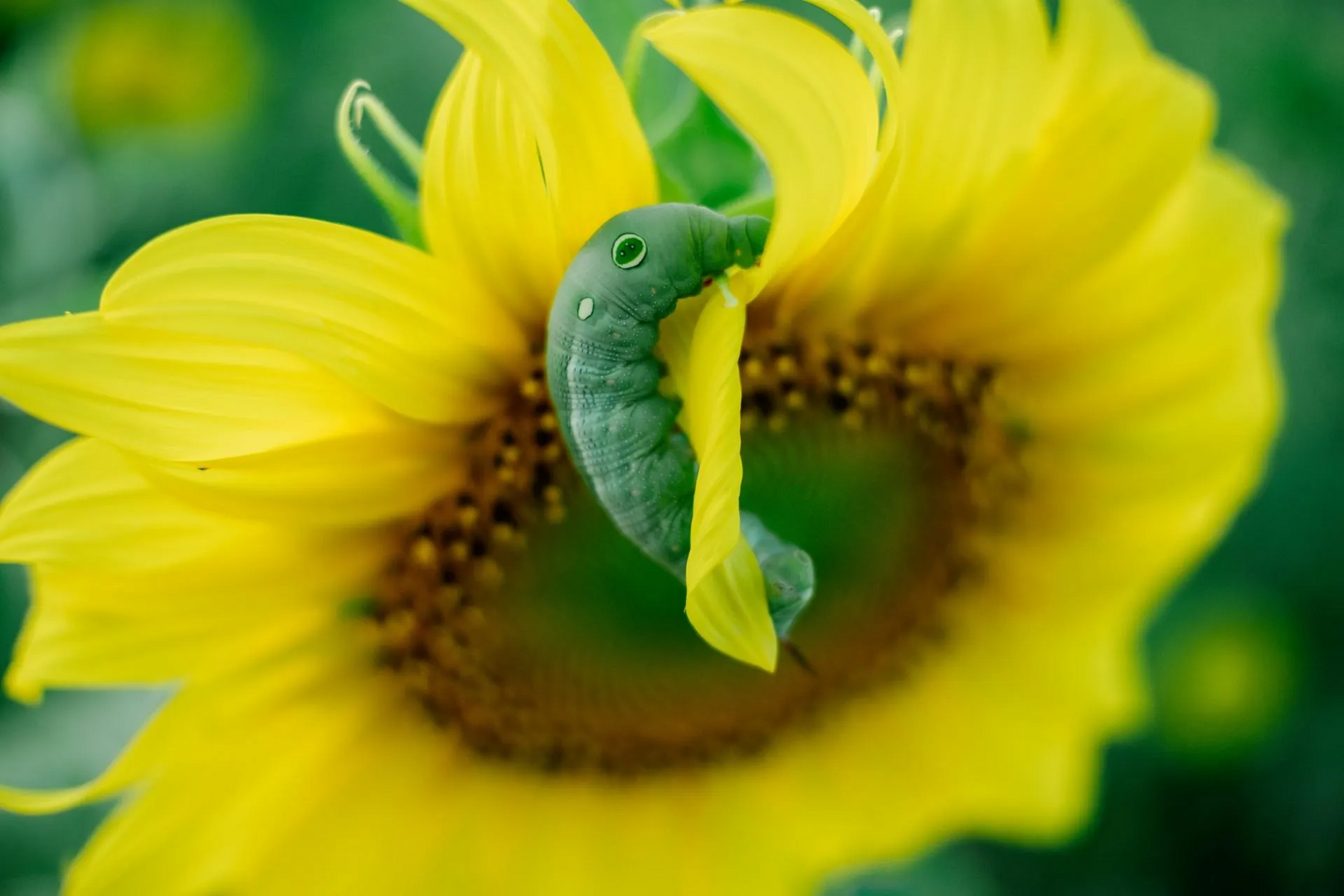 Safe Solutions for Gardens & Landscapes with Lorraine Ballato ...