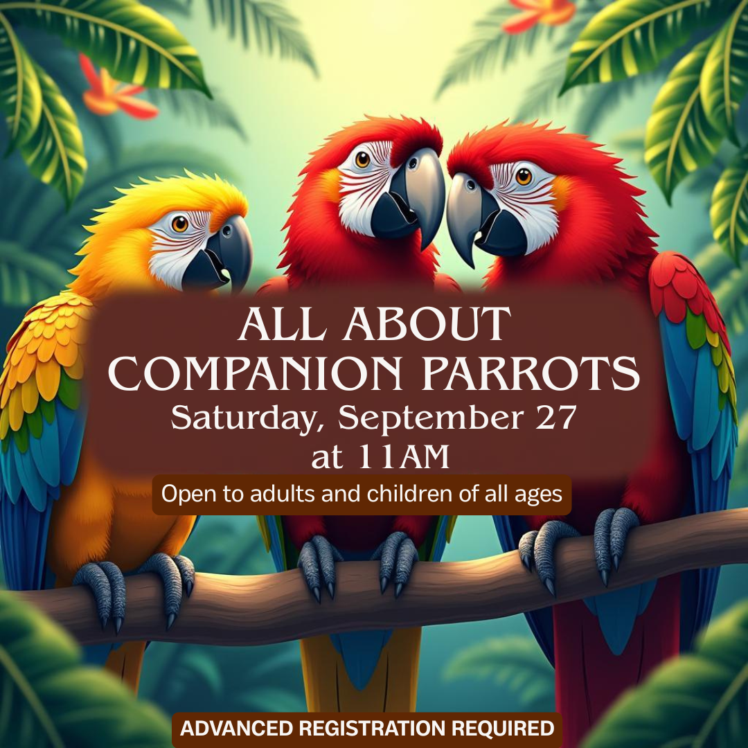 All About Companion Parrots | Mineola Memorial Library | UpcomingEvents.com