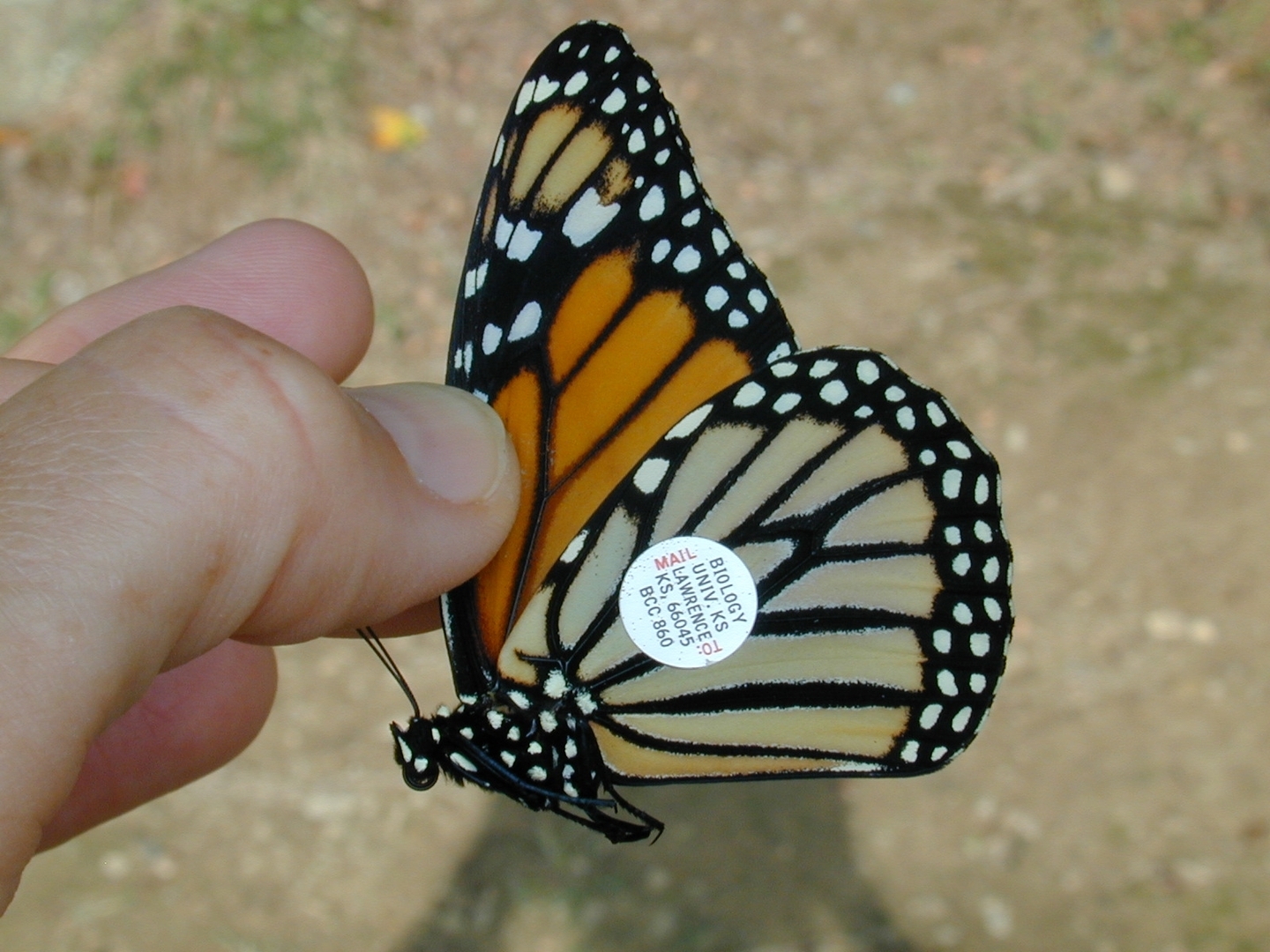 Monarch Butterfly Tagging | Cades Cove Orientation Shelter ...