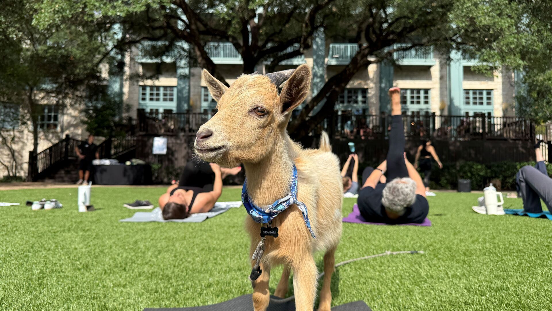Goat Yoga at Hyatt Regency Hill Country Resort and Villas | Hyatt ...