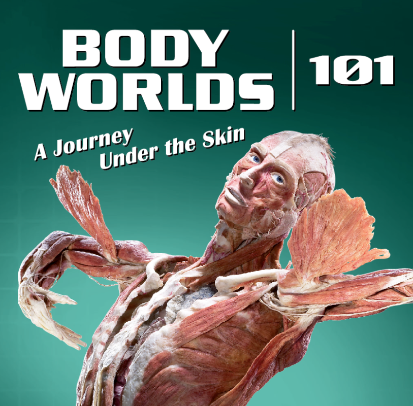 Body Worlds 101 | Da Vinci Science Center | UpcomingEvents.com