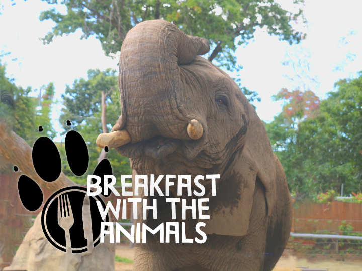 Breakfast with the Elephants at Roger Williams Park Zoo | Roger ...